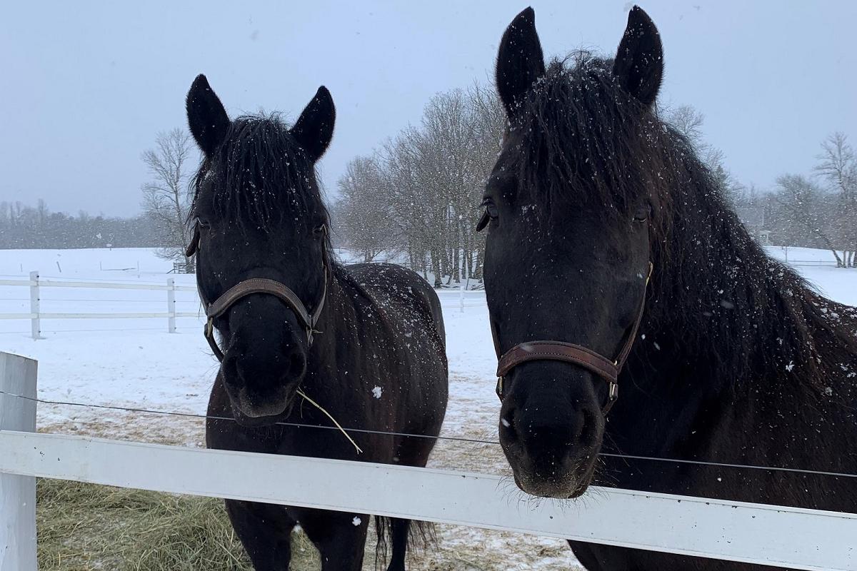 A True Canadian Horse Breed